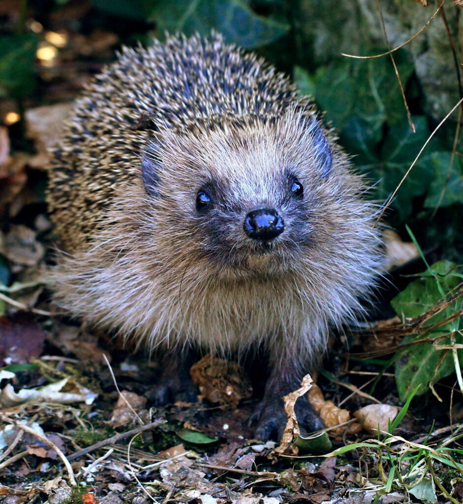 National Hedgehog Day: Why Protecting Hedgehogs Matters